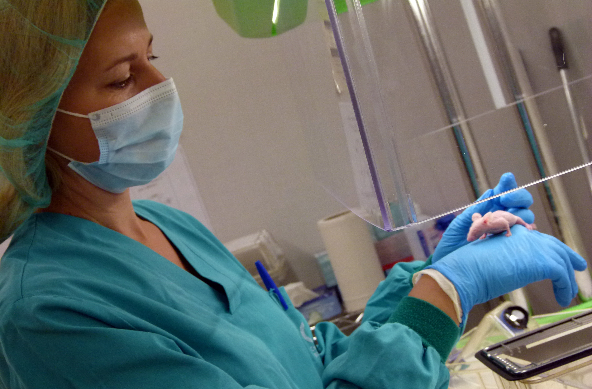 Animalario horizontal | IACS