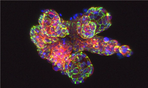 II Seminario de Microscopía Multifotón | IACS
